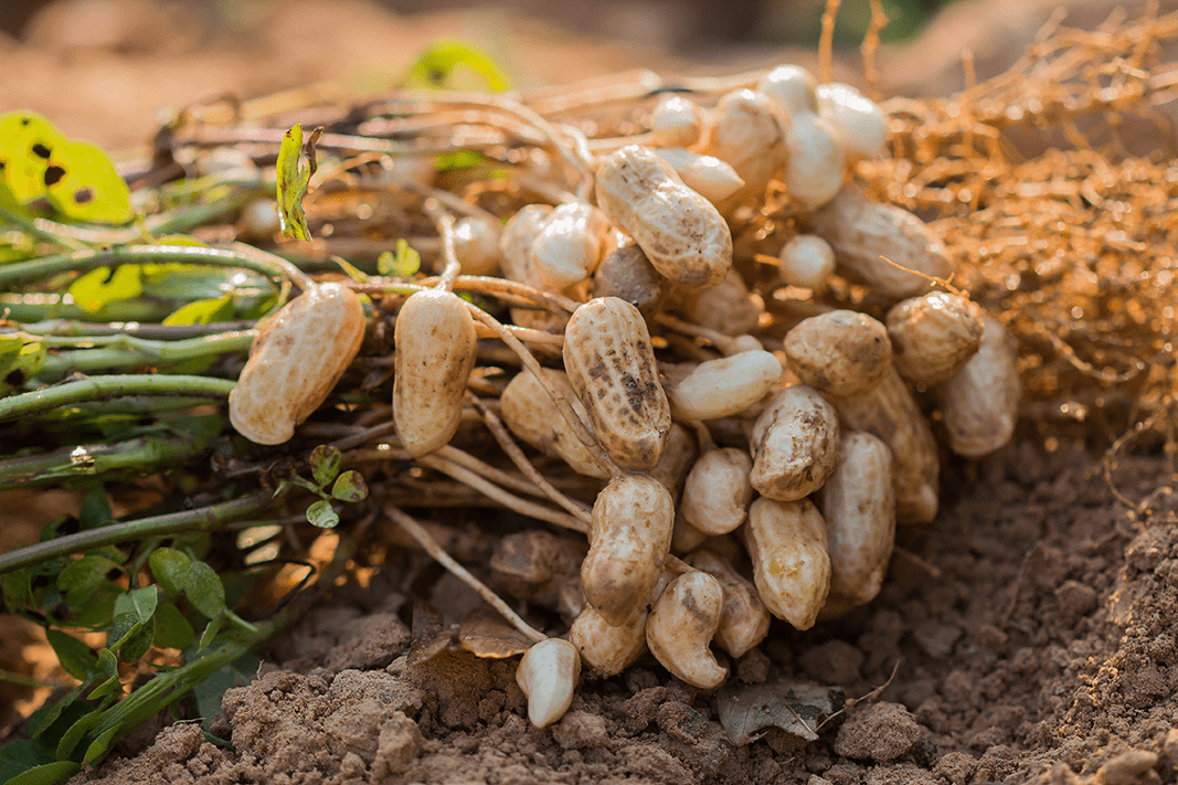 Groundnuts may help lower edible oil prices in Pakistan - Weekly ...