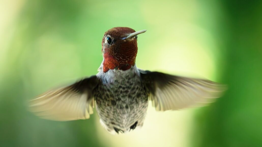 How hummingbirds fly through spaces too narrow for their wings - Weekly ...
